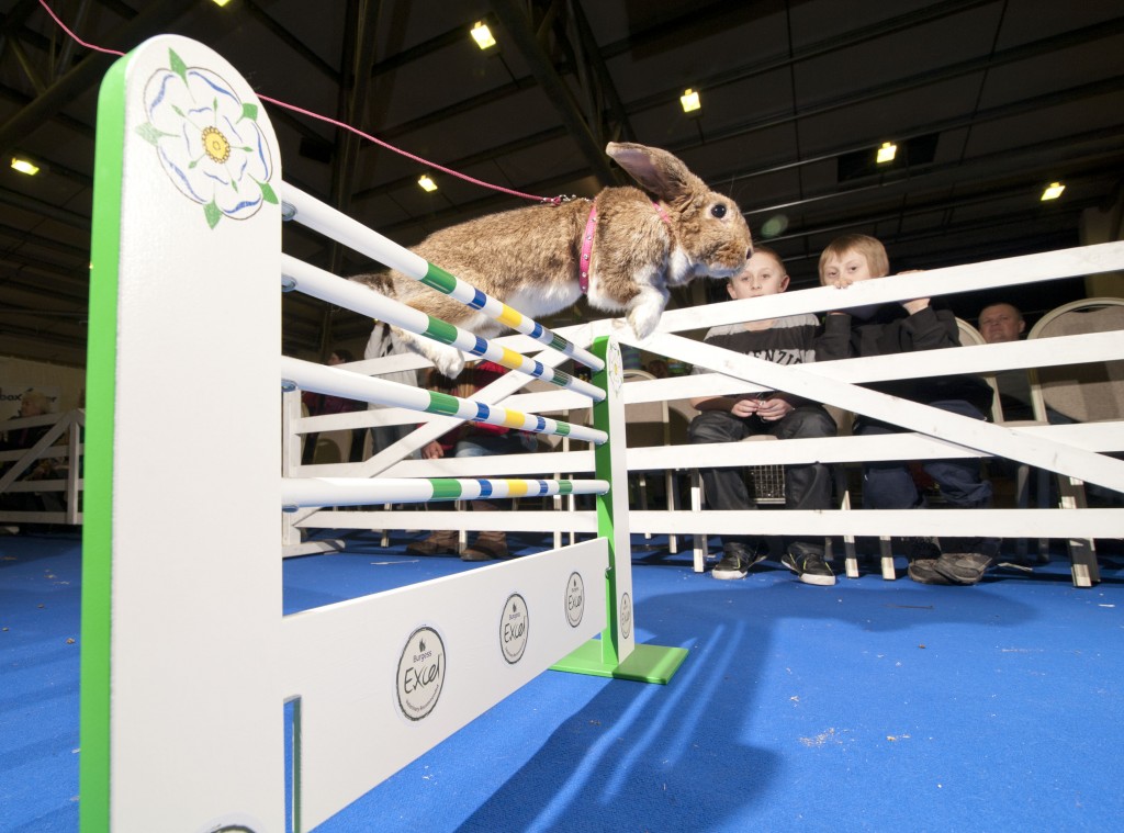 UK’s only Rabbit Grand National | Famous Campaigns