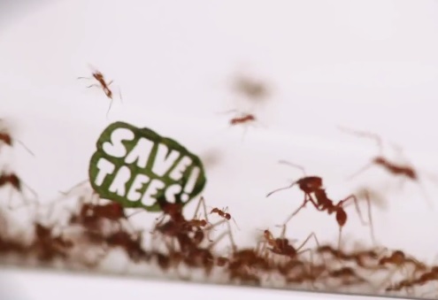 Half a billion ants protest against deforestation using lasercut leaves ...