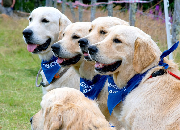 Biggest ever Golden Retriever get-together | Famous Campaigns