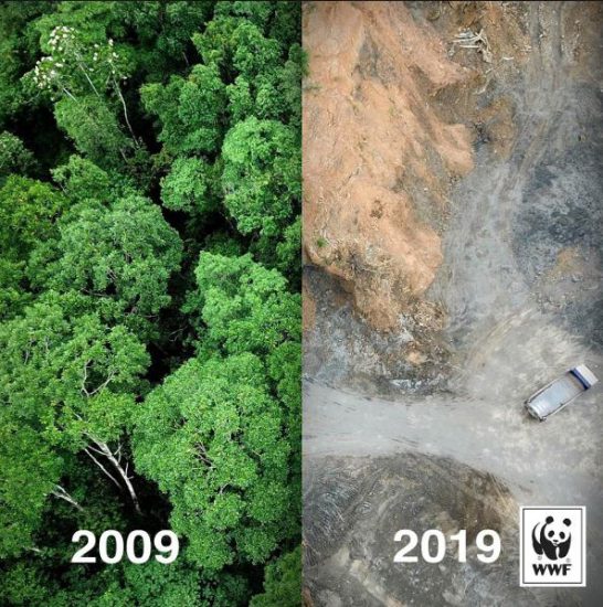 WWF uses “10 Year challenge” to highlight rain-forest plight | Famous ...