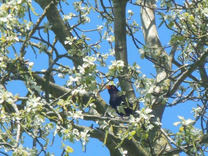 RSPB sets sights on UK charts with single of British birdsongs | Famous ...