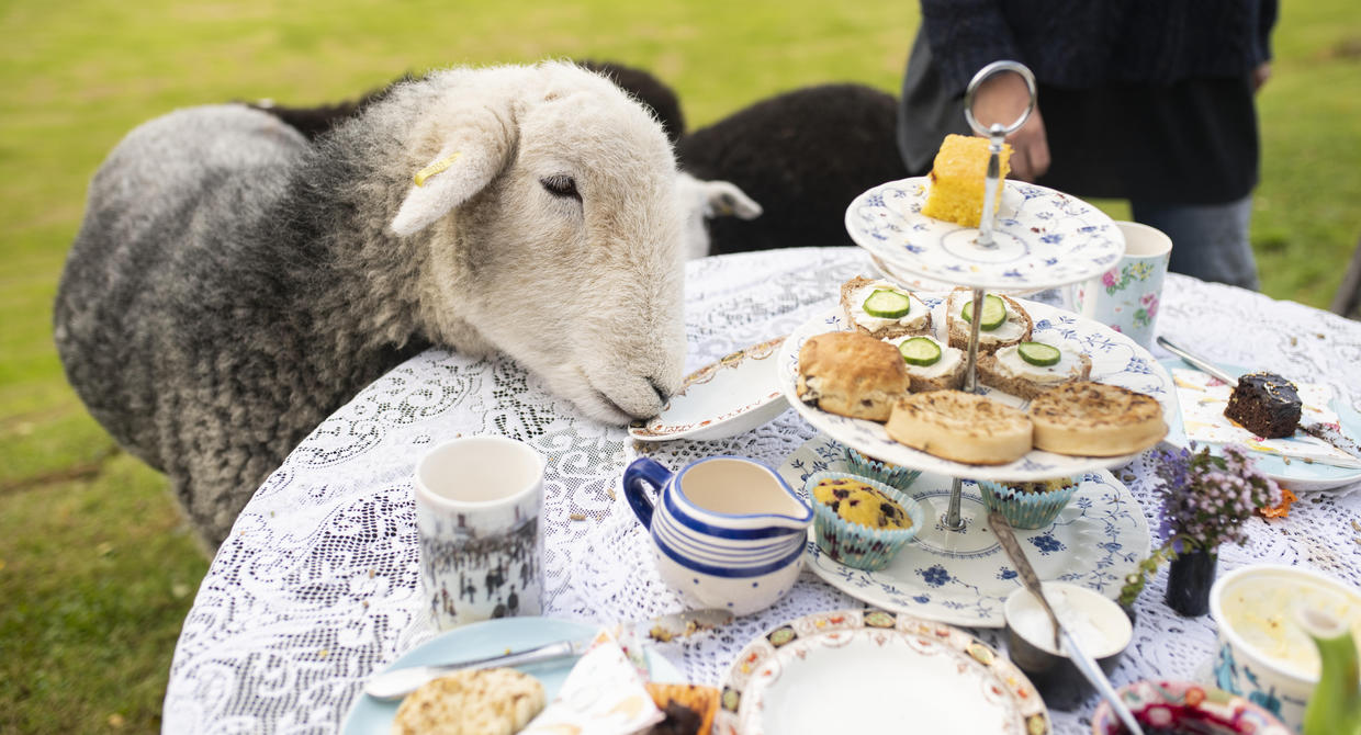 Want to have tea with a naughty sheep? Airbnb launches ‘animal ...