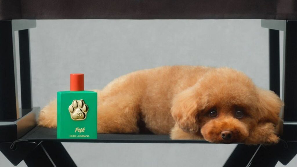 Dolce & Gabbana unveils new perfume for dogs | Famous Campaigns