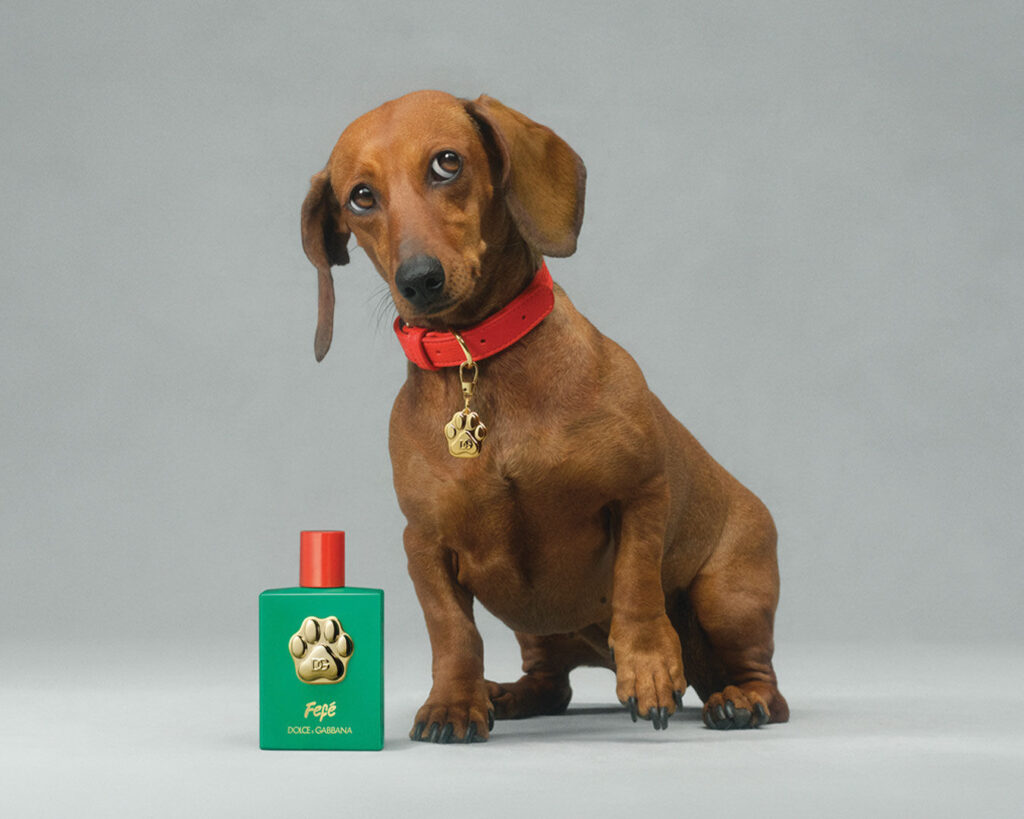 Dolce & Gabbana unveils new perfume for dogs | Famous Campaigns