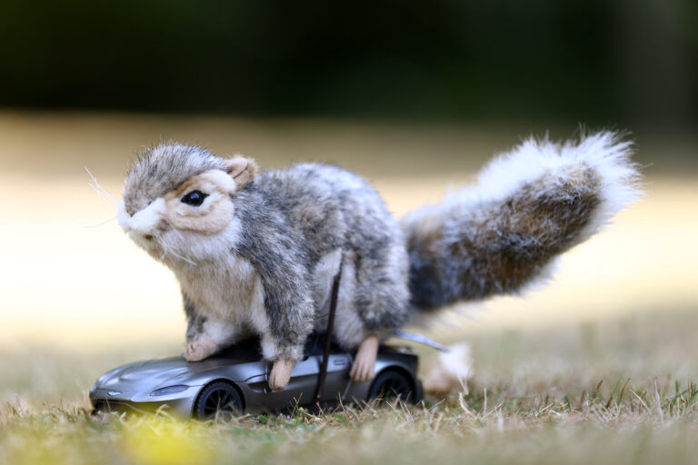 Guide Dogs are being trained with remote controlled squirrels | Famous ...