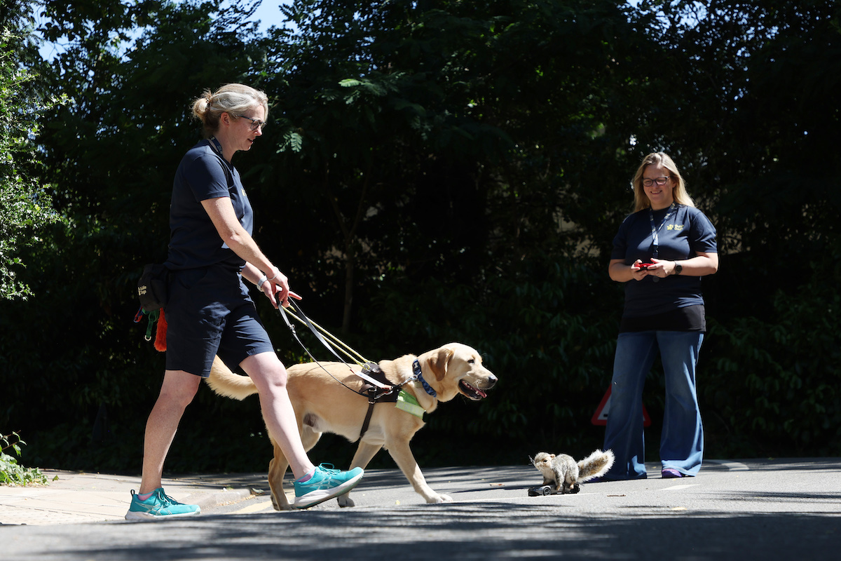 Guide Dogs are being trained with remote controlled squirrels | Famous ...