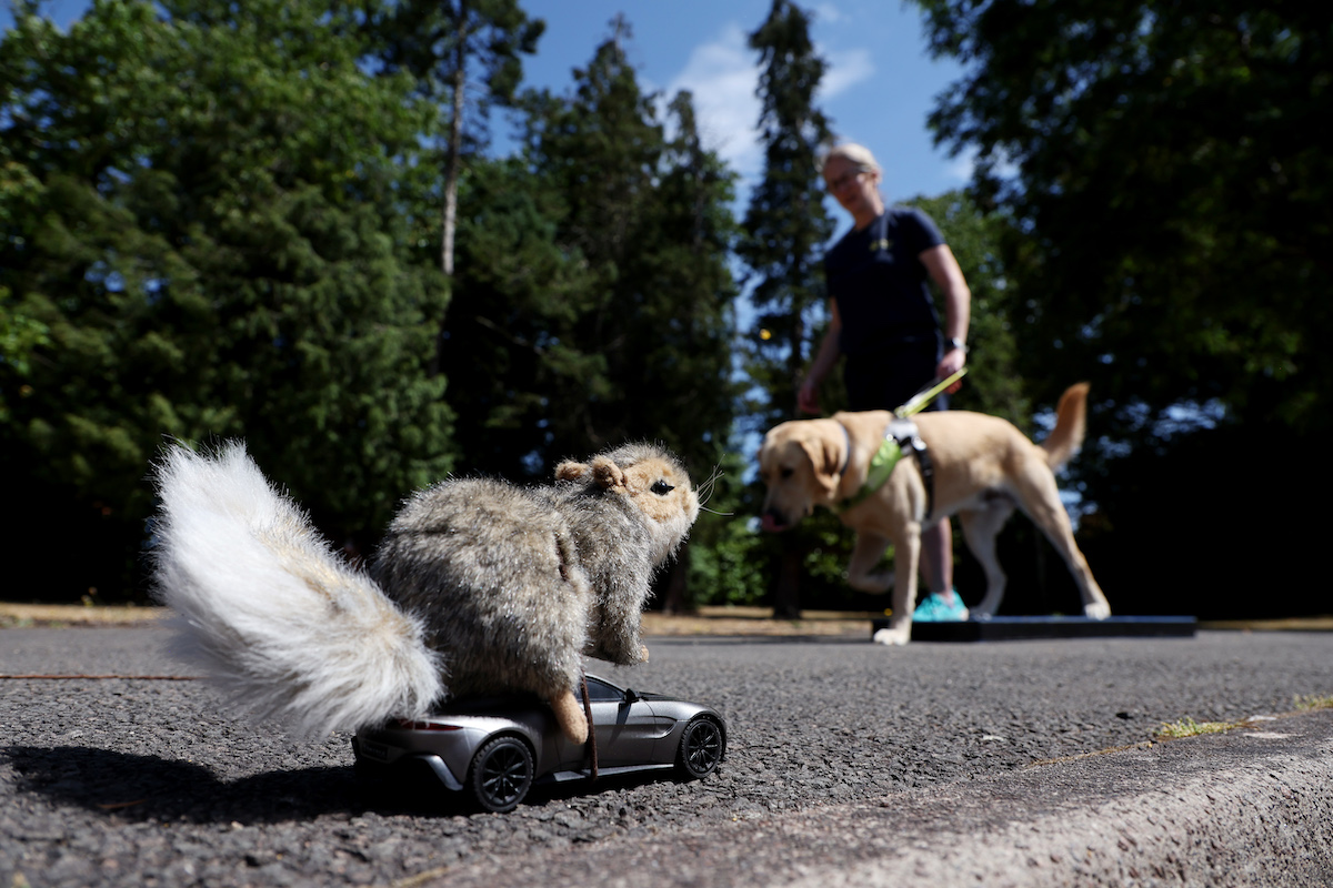 Guide Dogs are being trained with remote controlled squirrels | Famous ...